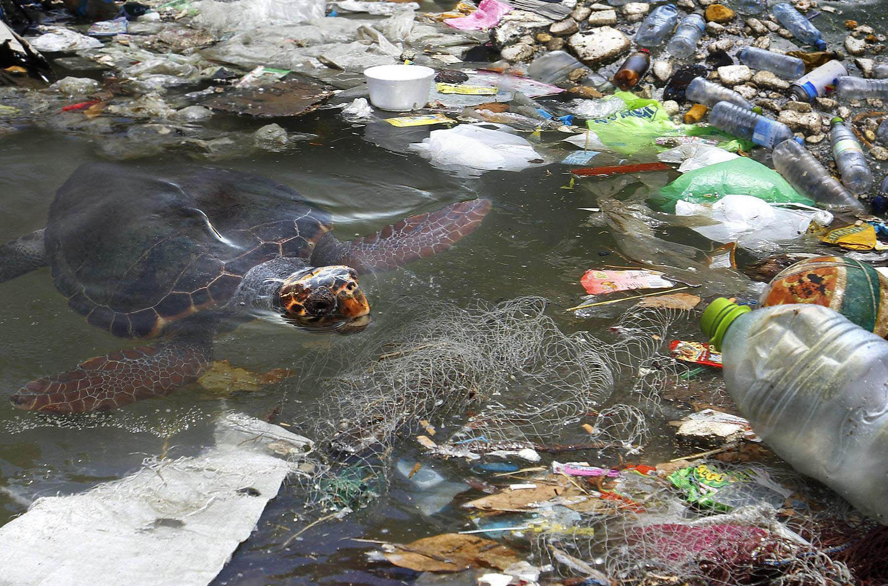 Bedrohung der Ozeane – Von Müllstrudeln und Tiefseetüten – voiio — all ...